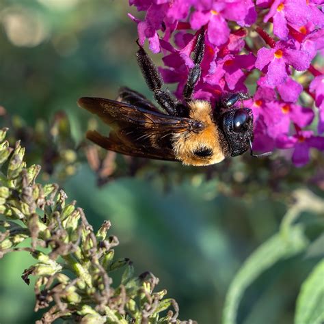 Neato Bees Album On Imgur