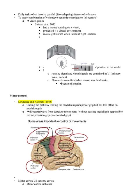 Brain And Behaviour Summary Psyc0014 Brain And Behaviour Ucl Thinkswap