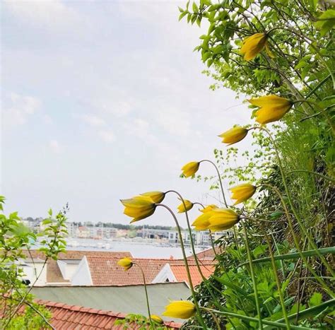 Reymertgården I Mandal Ballastblomster På Utsikten Facebook