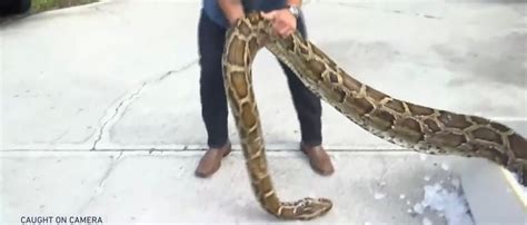 Hunters Capture Longest Python Ever Recorded In Florida The Daily Caller