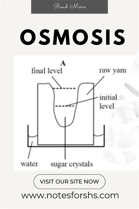 Movement Of Substances In And Out Of Cells Artofit