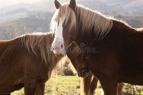 Braune Pferde Im Berg Stockbild Bild Von Pferde Platz 196297277
