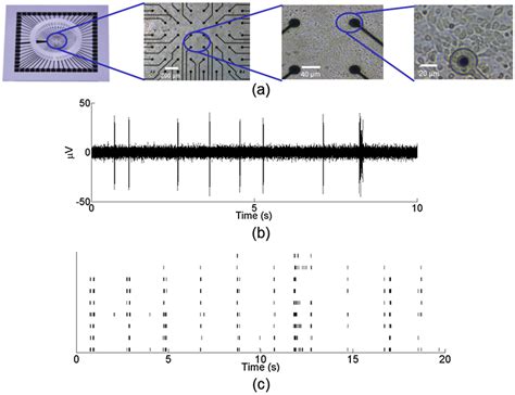 In Vitro Cultures Plated On Microelectrode Arrays Are Spontaneously