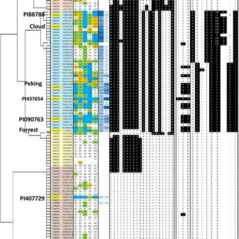 Haplotype Clustering Of Gmshmt08 Promoter Schematic Graph Shows