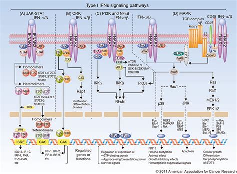 Type I Interferon Unleashing Immune Superpowers Beyond Antiviral