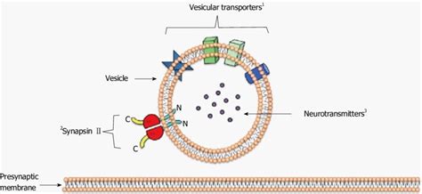 Illustrated Depiction Of A Synaptic Vesicle And Associated Pre Synaptic Download Scientific