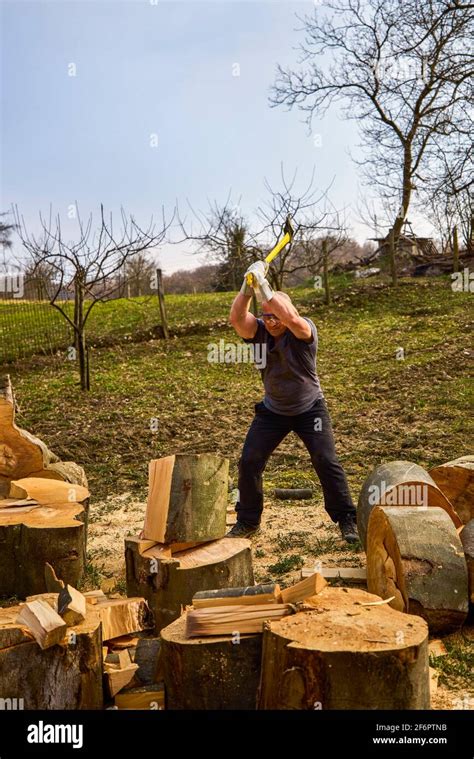 Strong Man Splitting Beech Logs With An Ax Stock Photo Alamy