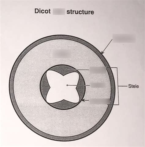 Diagram Of Dicot Root Structure Quizlet