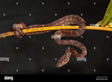 Python Strike Hi Res Stock Photography And Images Alamy