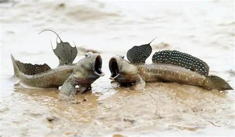 【极精简版修改·新手必看】“水陆小精灵”弹涂鱼の简介 知乎