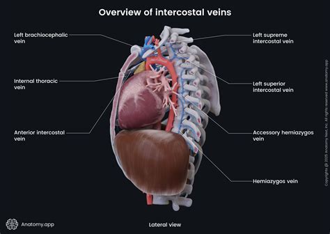 Overview Of Intercostal Veins Lateral View Anatomyapp