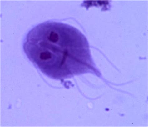 Protists Flashcards Quizlet