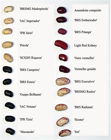 Evaluated Common Bean Phaseolus Vulgaris Genotypes According To Their Download Scientific