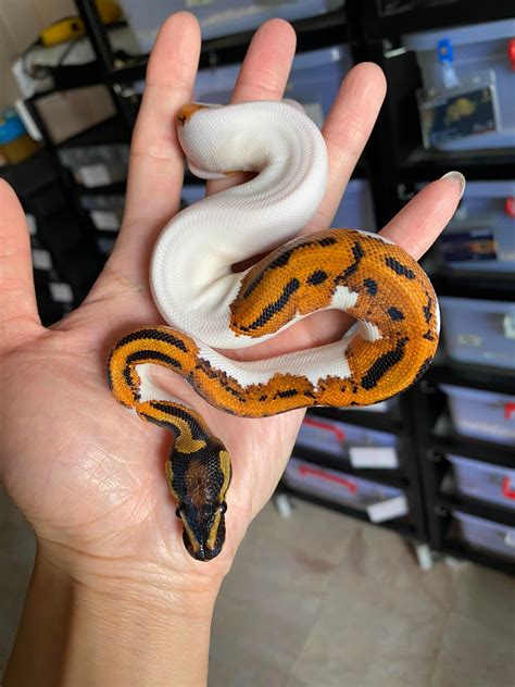 Smash Ball Python