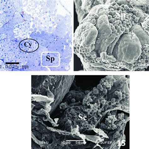 Light Microscope And SEM Micrograph Of The Male Reproductive Download Scientific Diagram