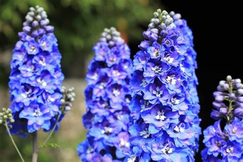 Луговые и полевые цветы: названия и фото (каталог) | Delphinium, Blue ...