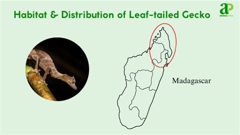 Leaf Tailed Gecko Master Of Disguise Habitat Behavior Diet And Pictures