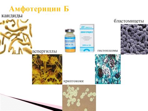 Противогрибковые средства
