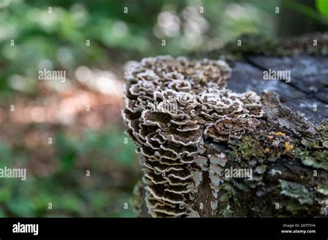 Saprophytic Fungi