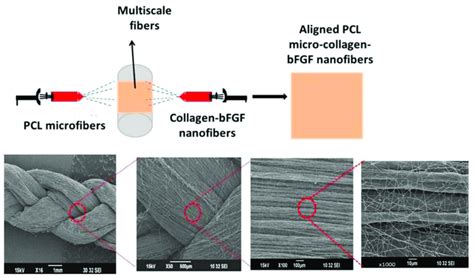 The Fabrication And The Fibrous Structure Of A Multiscale Electrospun Download Scientific