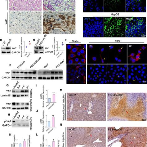 Nuclear Accumulation Of Yap Induced By Fss A Representative Images