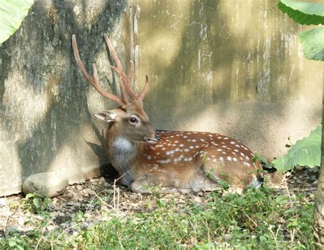 Kentings Formosan Sika Deer Population Surges 10 Times In 30 Years