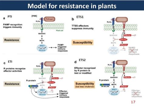 Plant Immune System
