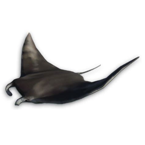 Rochen League By Tzapfronpresents