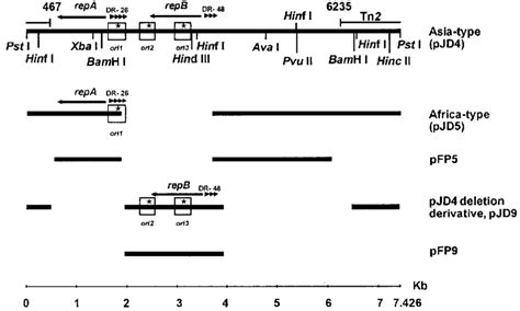 Linear Map Of Plasmids Used In This Study Spaces Indicate Dna