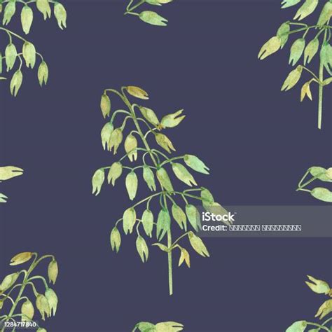 수채화 손 페인트 자연 곡물 필드 매끄러운 패턴 녹색 Unripe 밀 새싹 가지 질감 은진 한 파란색 배경에 분리 된 인쇄 디자인 0명에 대한 스톡 벡터 아트 및 기타