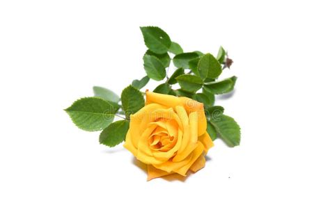 Yellow Rose Flowers On White Background Stock Image Image Of Yellow