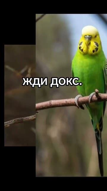 жди докс докс сваттинг сват деанон Youtube