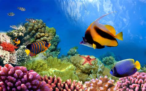 Vibrant Underwater Life Great Barrier Reef 4k Ultra Hd Wallpaper