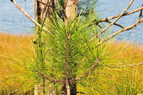 Slash Pine