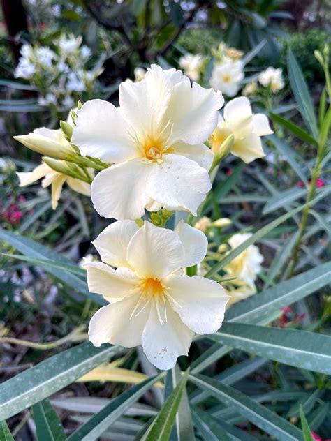 Oleander Yellow Oleander Plants Flower Pots Shrub Care