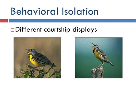 Ppt Species And Speciation Powerpoint Presentation Free Download