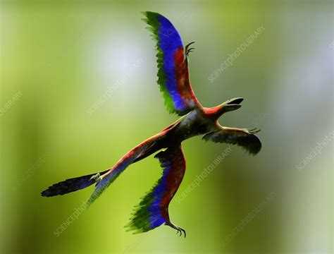 Microraptor Dinosaur Flying Artwork Stock Image E446 0689 Science Photo Library