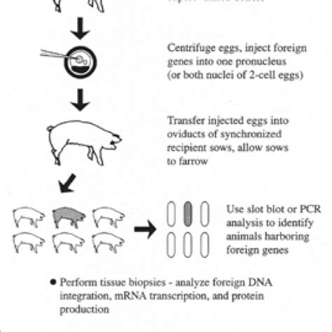 Dna Microinjection And Es Cell Transfer In Mice Download Scientific Diagram