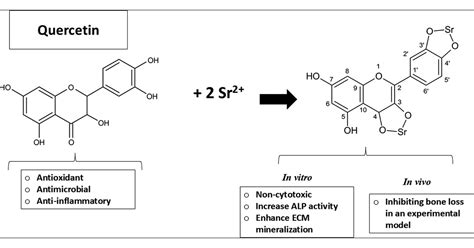 Synthesis And Characterization Of A Strontiumquercetin Complex And Its In Vitro And In Vivo