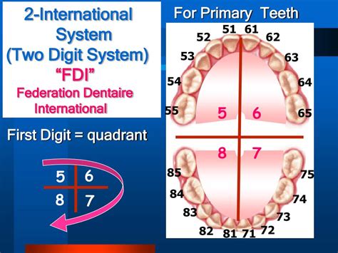 Tooth Numbering