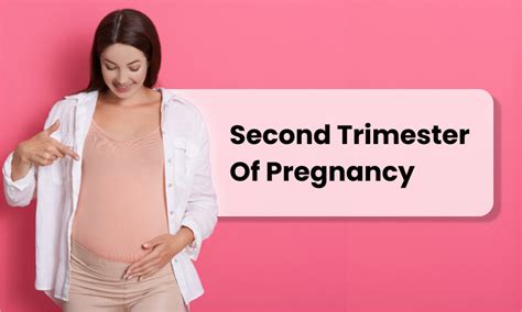 Second Trimester Of Pregnancy Complete Guide For Women