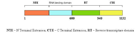 Diagrammatic Representation Of Domains In Telomerase Reverse Transcriptase Download Scientific