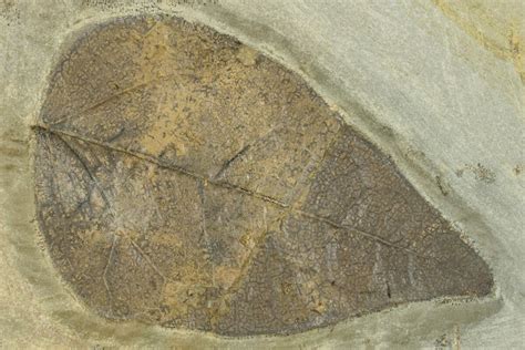 2 2 Fossil Leaf Cinnamomum Montana 270971 For Sale