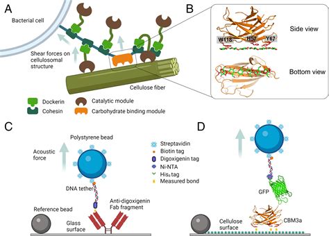 Cellulose Molecule And Water