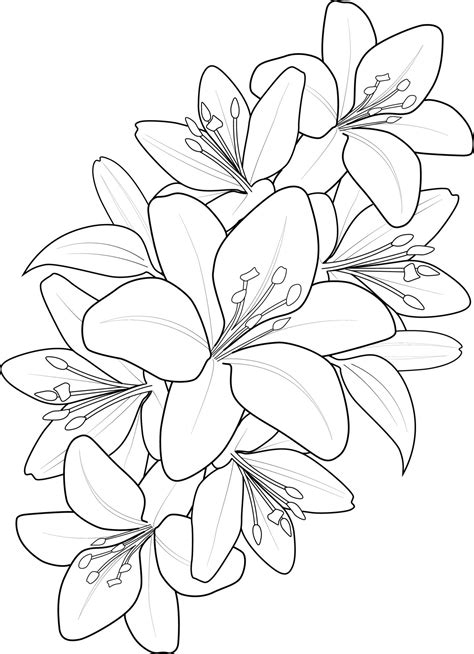 Printable Lily Flower Coloring Pages