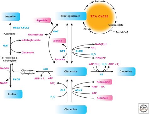 amino acid metabolism