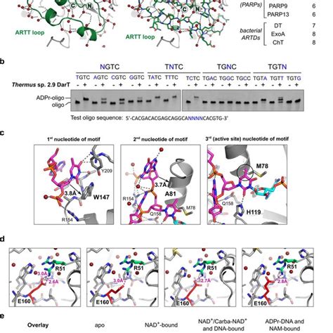 Dart Sequence Alignments Related To Figs C D A Sequence Download Scientific Diagram