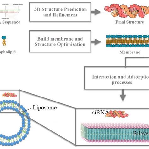 A The Structure Prediction And Refinement Of Sirna And The Building