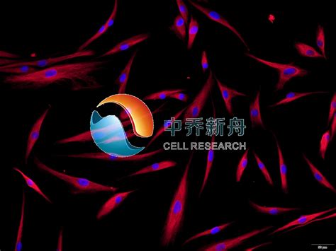 人滑膜成纤维细胞 原代细胞 中乔新舟