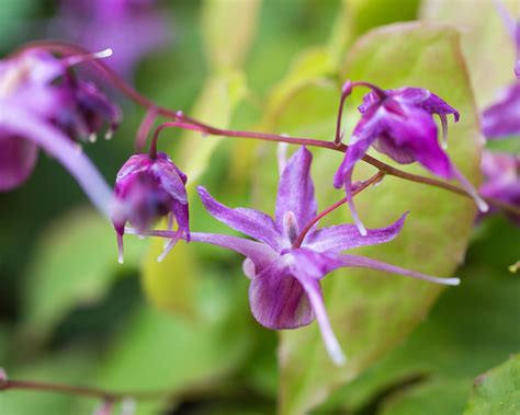Epimedium Grandiflorum Lilafee Bare Roots Buy Purple Barrenwort Online At Farmer Gracy Uk